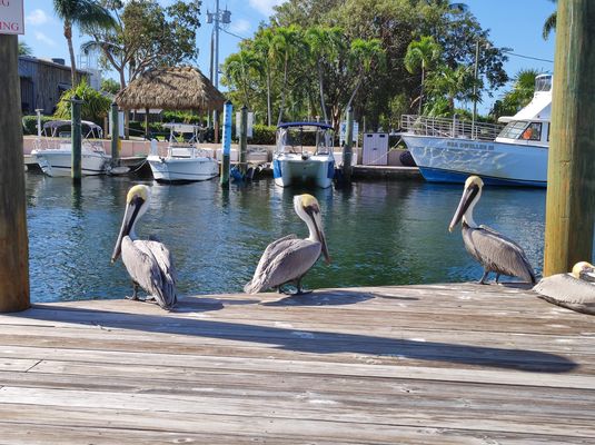 Iles Keys, trésors écologiques de la Floride - Voyager Magazine