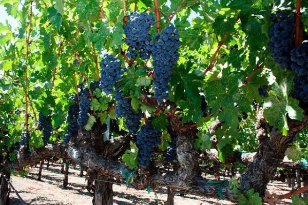 Napa Valley, le prestigieux vignoble américain - Voyager Magazine